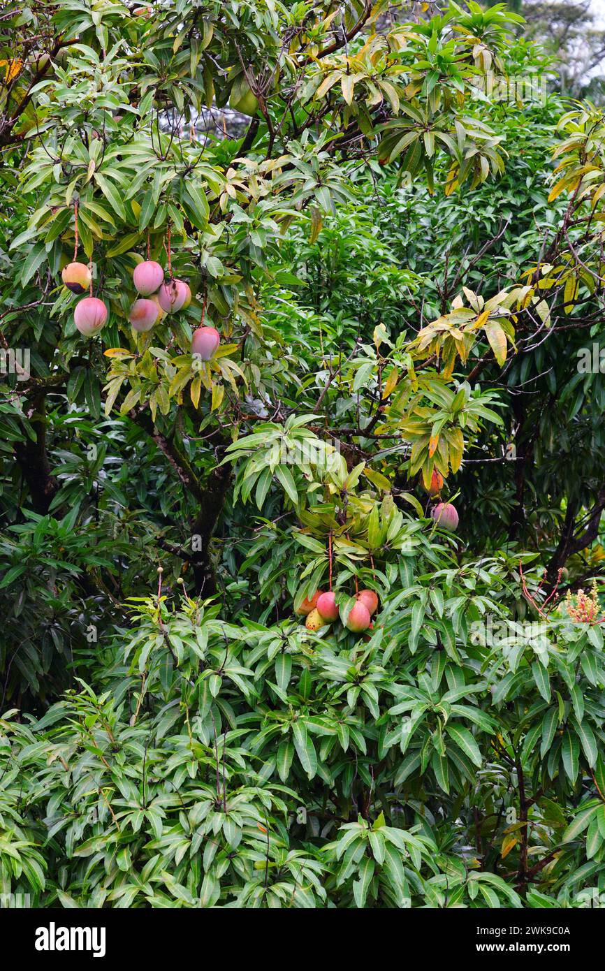 Mangoes growing on a mango tree Stock Photo - Alamy