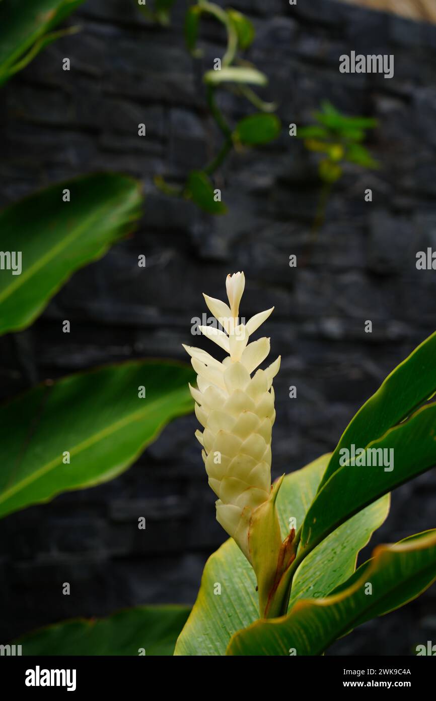 White ginger flower hi-res stock photography and images - Alamy