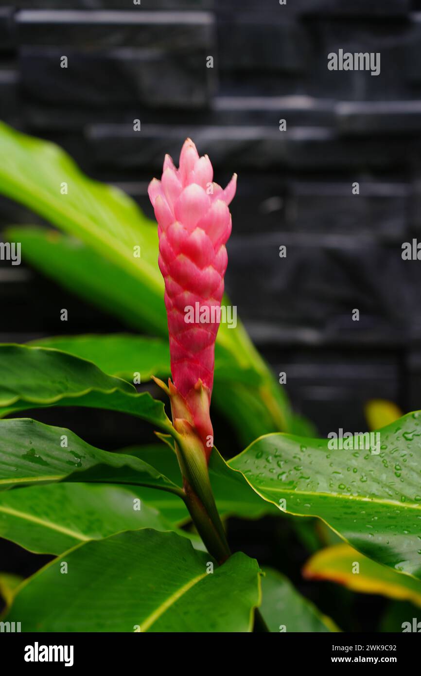 Pink and red ginger flower (alpinia purpurata Stock Photo - Alamy