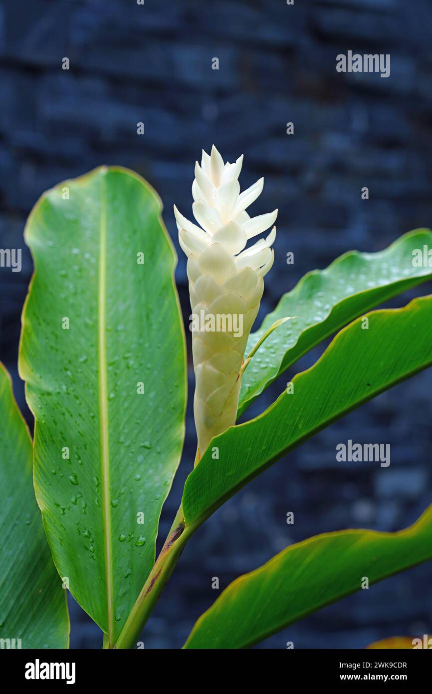 White ginger flower hi-res stock photography and images - Alamy