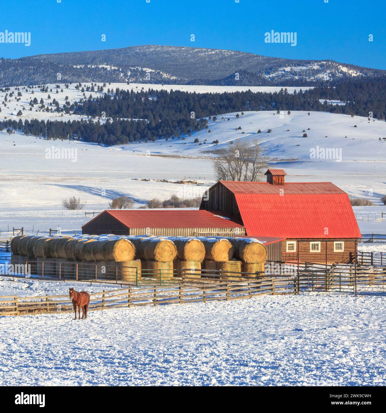 horse and a red-roofed log barn in the snowshoe creek valley in winter ...