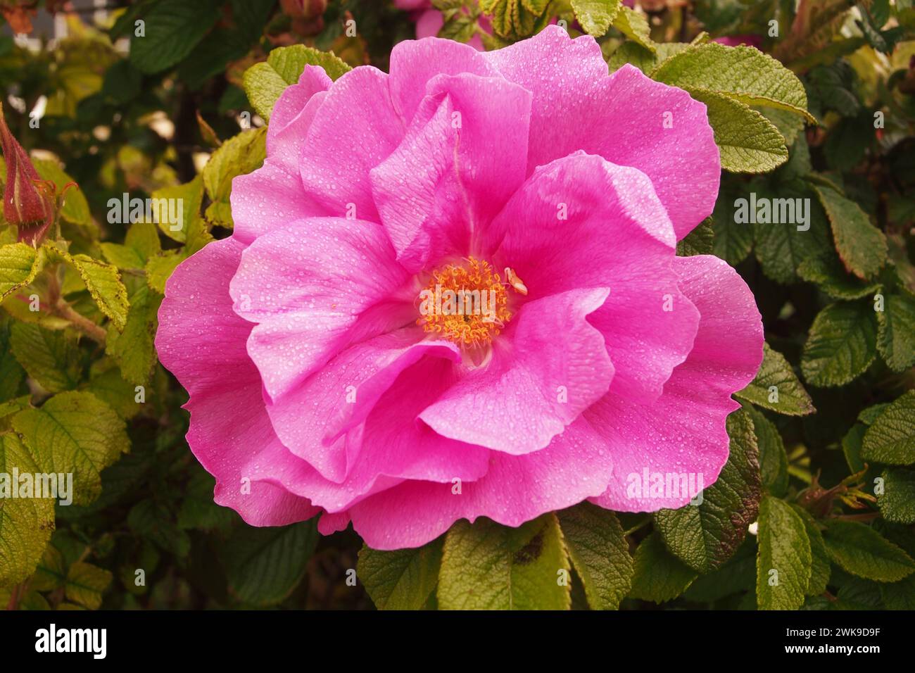 Japanese rose rosa rugosa hi-res stock photography and images - Alamy
