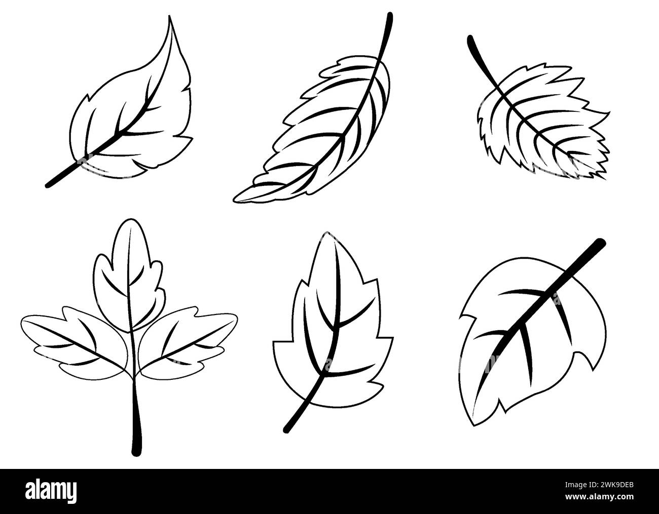 Vector illustration featuring a collection of six different leaf ...