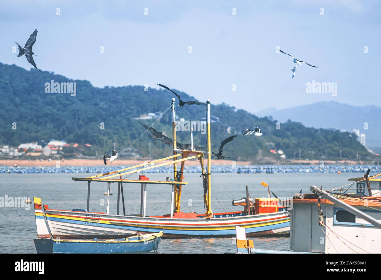Black birds of brazil hi-res stock photography and images - Alamy