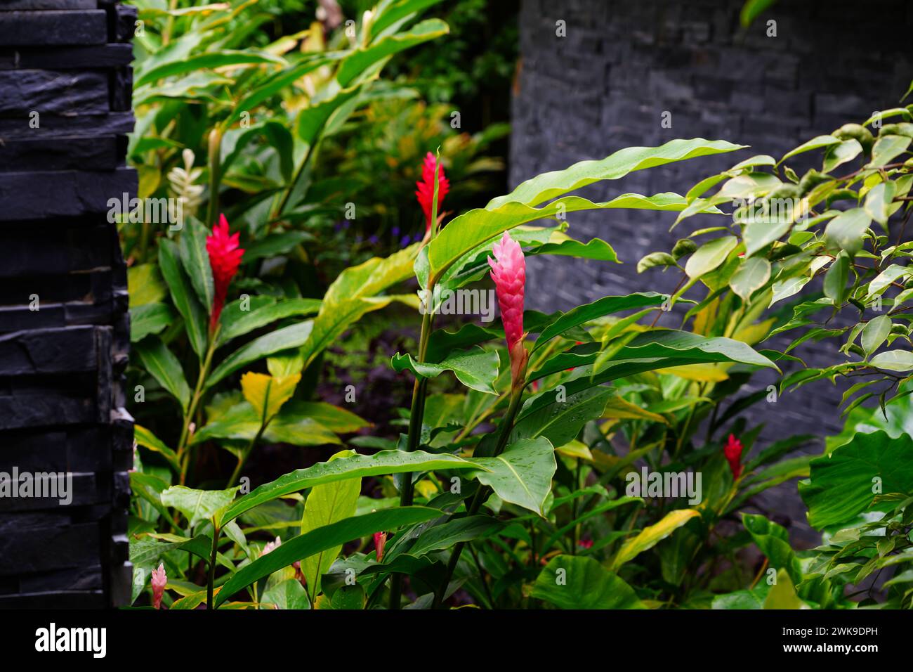 Pink and red ginger flower (alpinia purpurata Stock Photo - Alamy