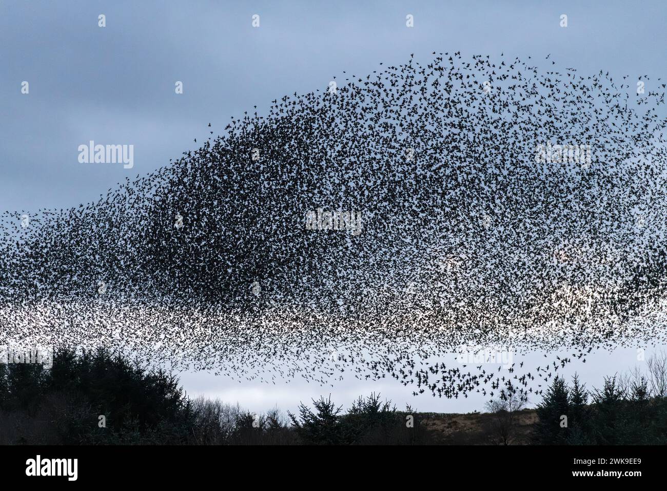 A huge flock of starlings flying to their roost on a winter evening in ...