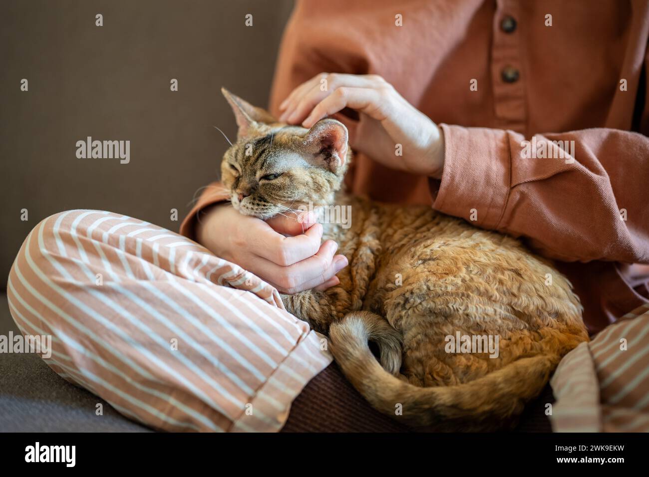 Purring sleepy cat lying on caring pet owner laps of pleasure of ...