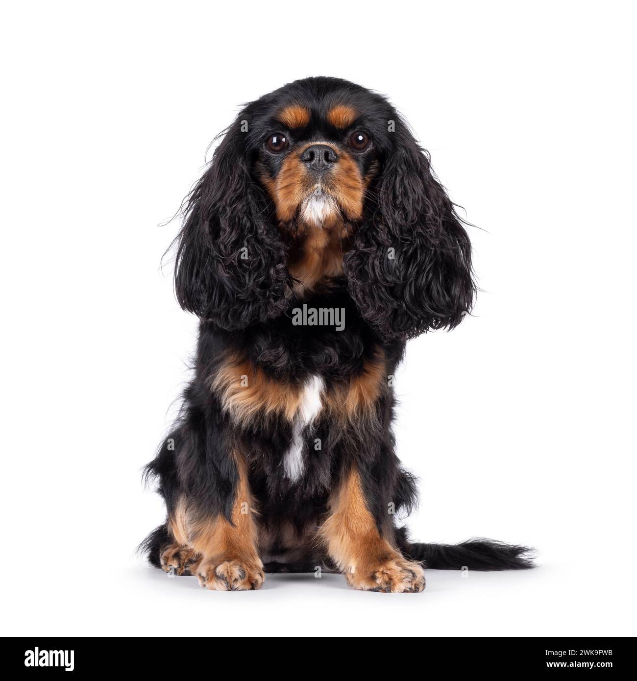 Pretty Cavalier King Charles Spaniel dog, sitting up facing front ...
