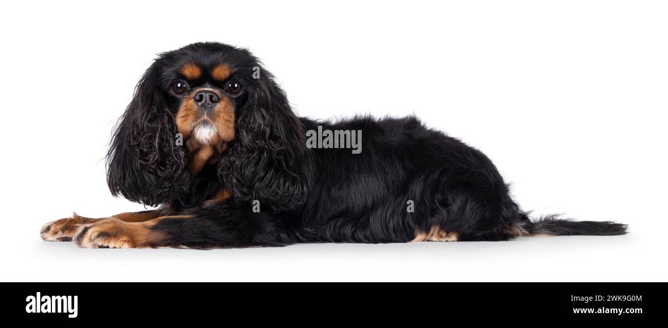 Pretty Cavalier King Charles Spaniel dog, laying down side ways ...