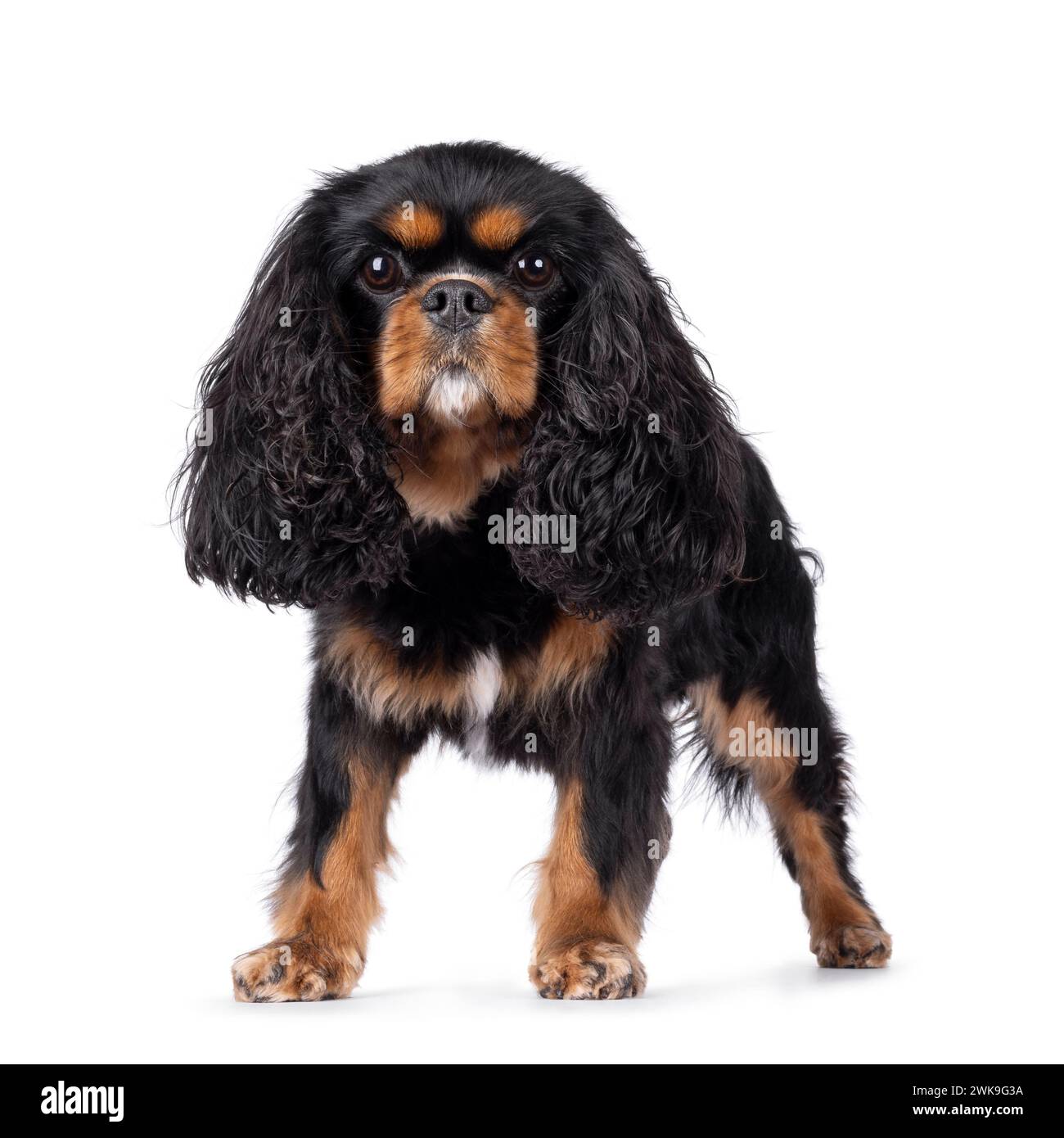 Pretty Cavalier King Charles Spaniel dog, standing side ways. Looking ...