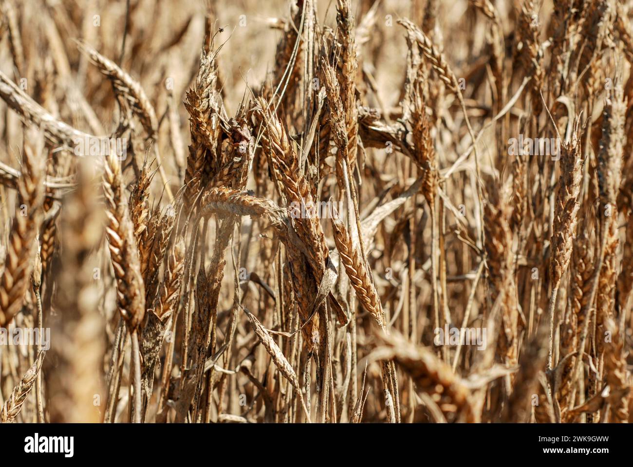 Drought wheat field. Dry climate destroyed crops and harvest. Withered ...