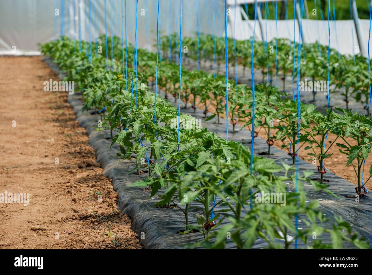 Organic tomatoes grow in a greenhouse. Tomato nursery. Production of ...