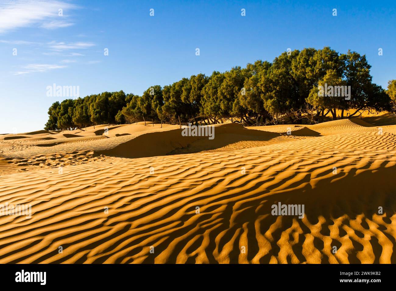Tamarisk trees in an oasis in the Sahara Desert. Ksar Ghilane, Tunisia ...