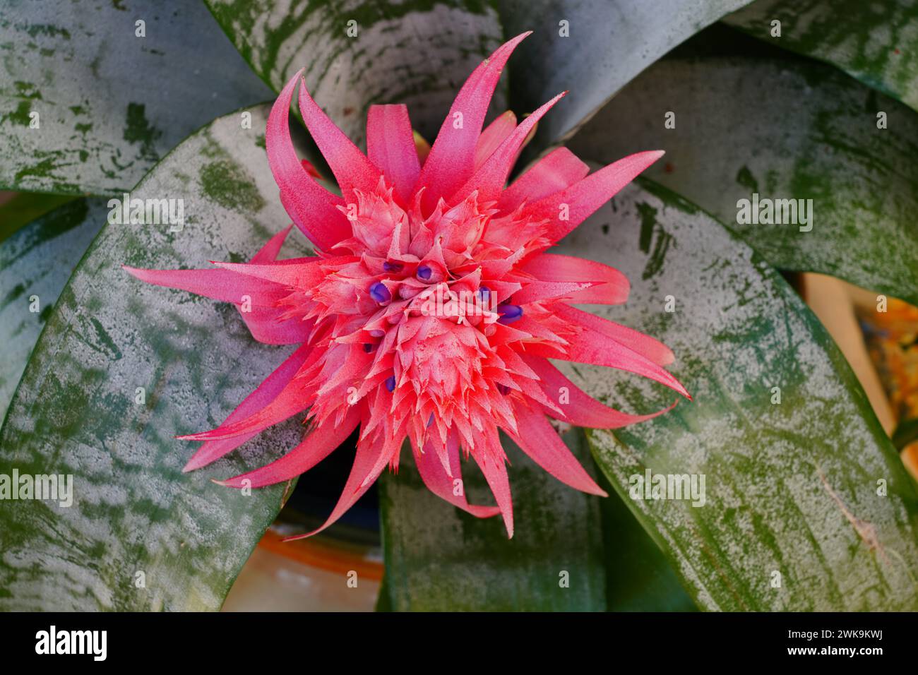Pink bromeliad Aechmea plant in bloom Stock Photo - Alamy