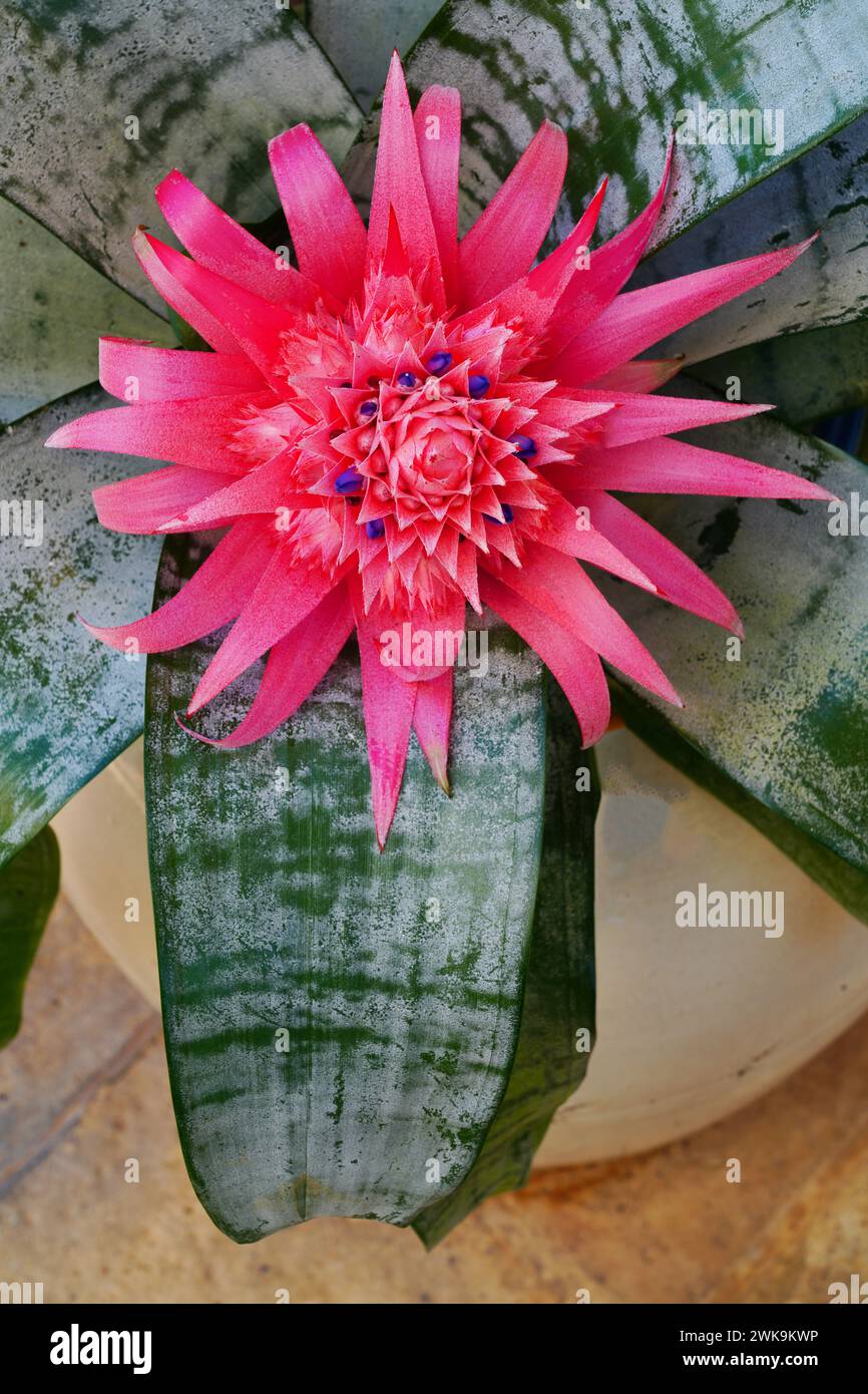 Pink bromeliad Aechmea plant in bloom Stock Photo - Alamy