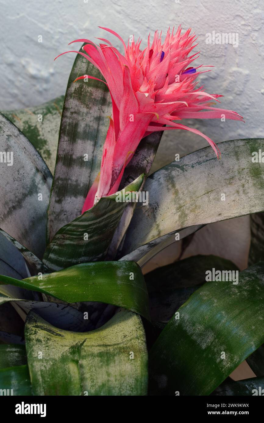 Pink bromeliad Aechmea plant in bloom Stock Photo - Alamy