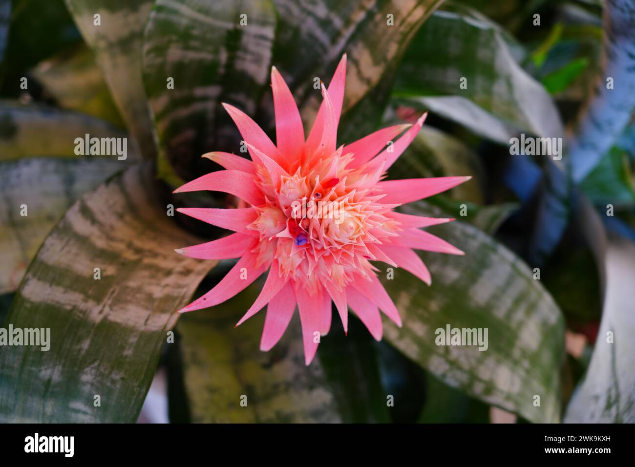 Pink bromeliad Aechmea plant in bloom Stock Photo - Alamy