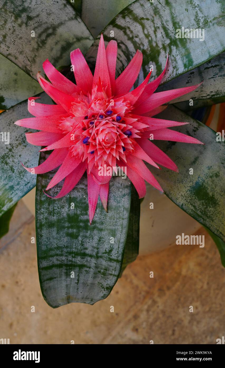 Pink bromeliad Aechmea plant in bloom Stock Photo - Alamy