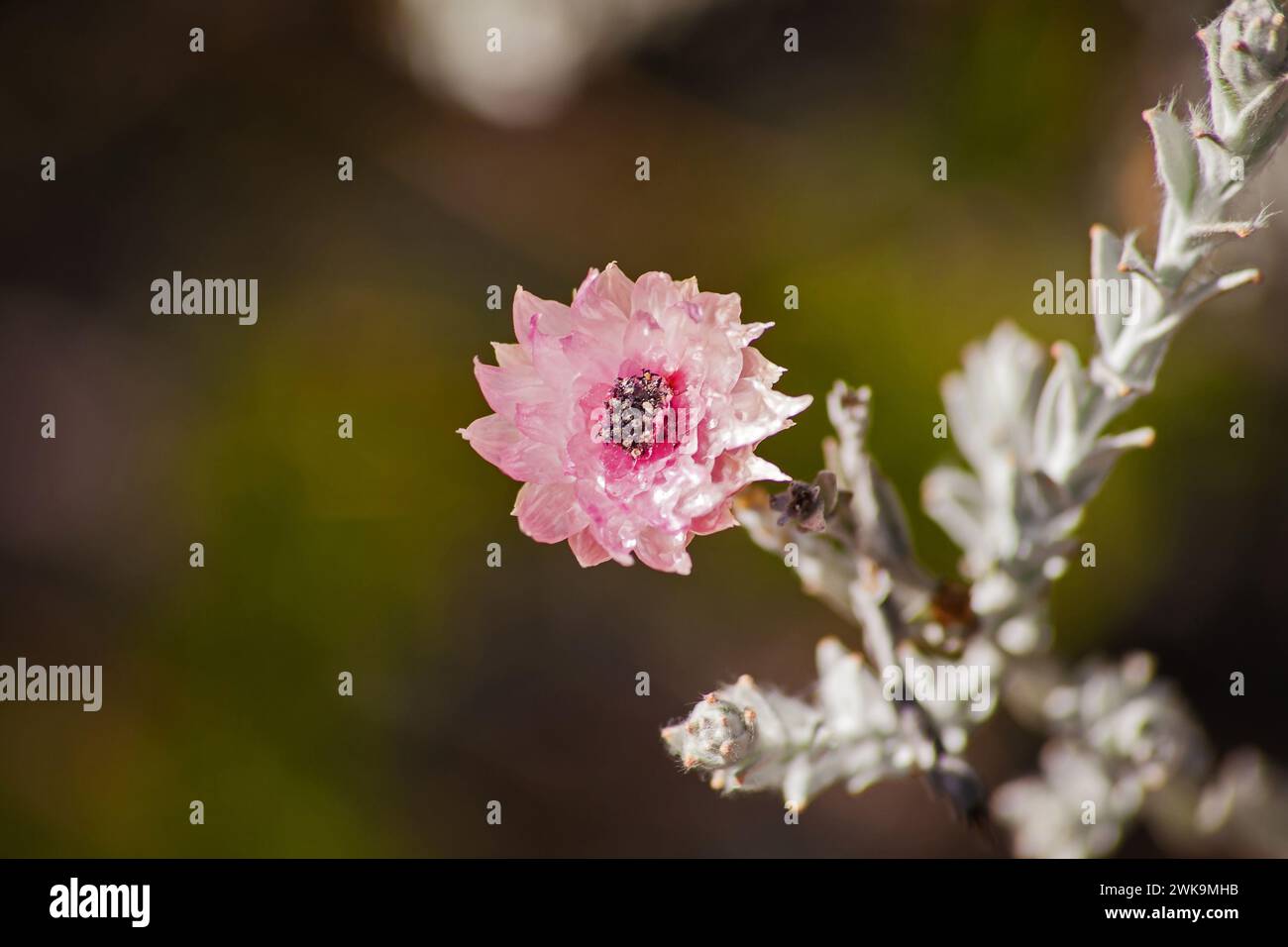 Hiking with flowers hi-res stock photography and images - Alamy