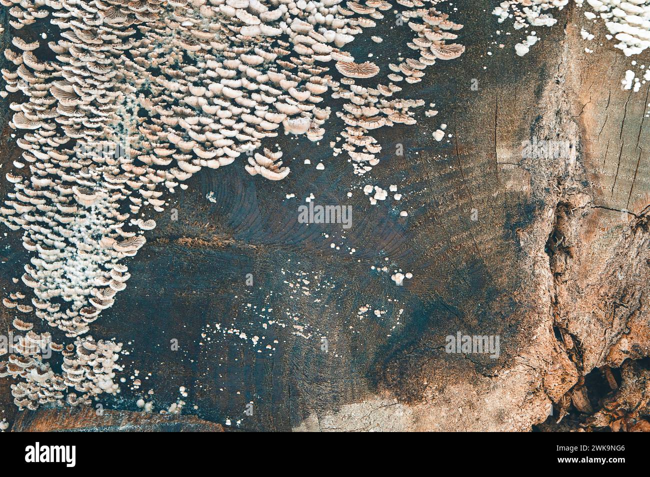 Texture of the mouldering and cracked surface of old wood. Weathered ...