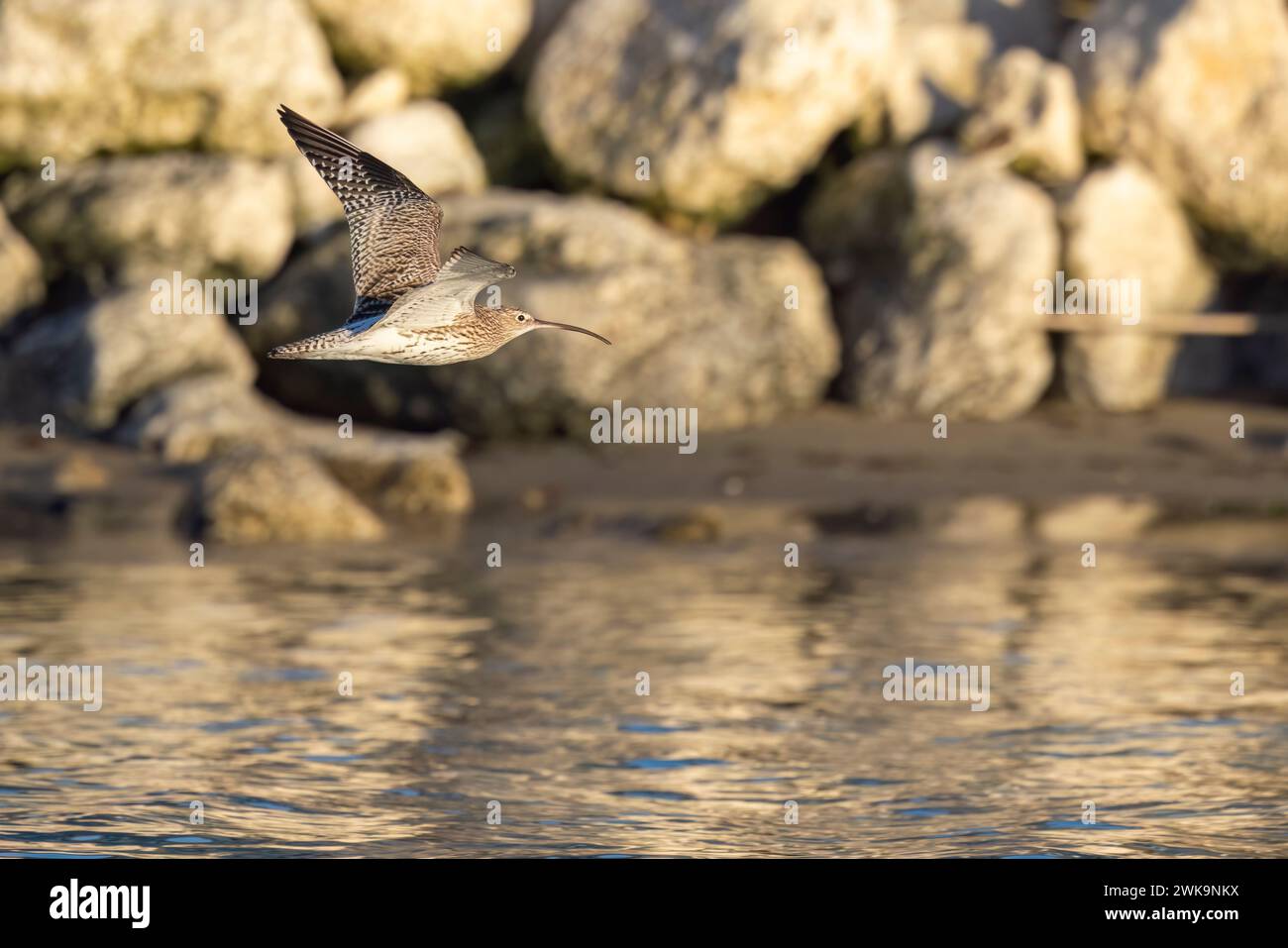 The Eurasian curlew or common curlew (Numenius arquata) very large ...