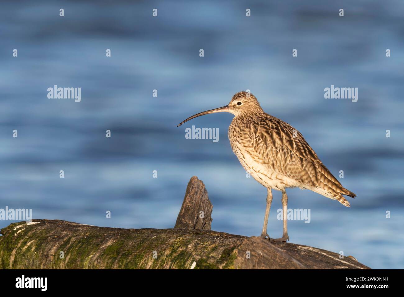 The Eurasian curlew or common curlew (Numenius arquata) very large ...