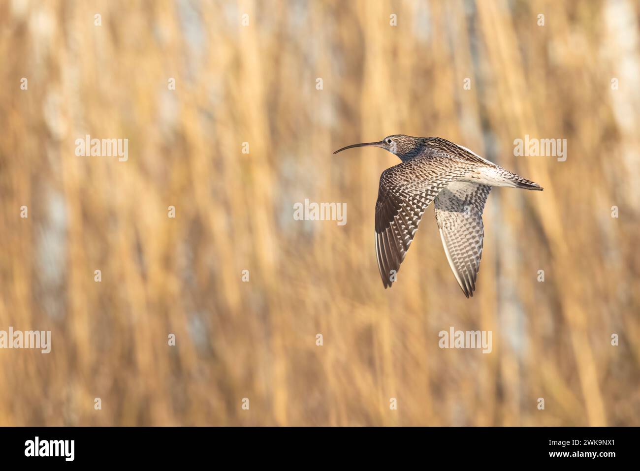 The Eurasian curlew or common curlew (Numenius arquata) very large ...