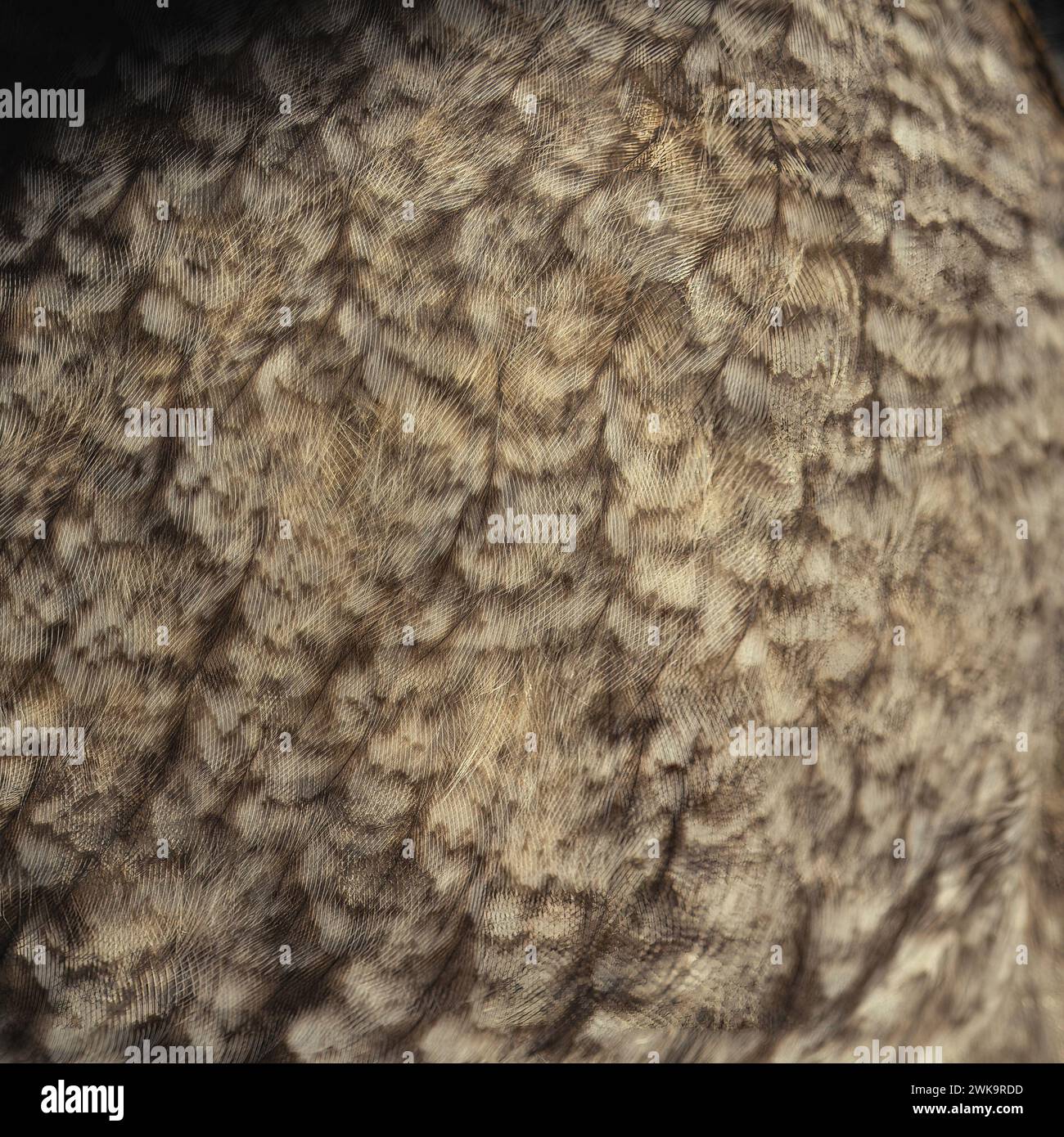 Owl feather, closeup photo of bird feather present a detail of texture ...