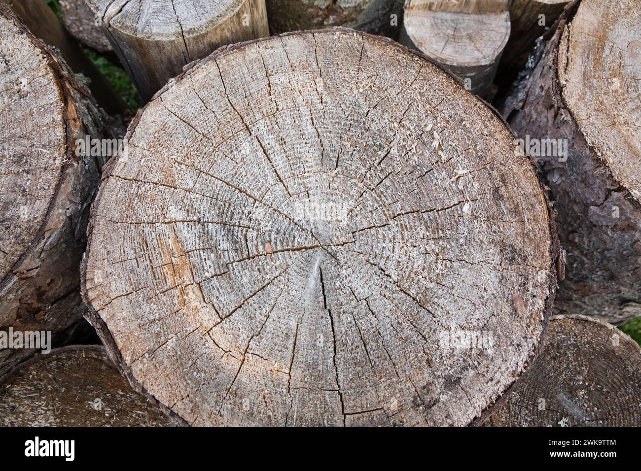 Cross section pinus hi-res stock photography and images - Alamy