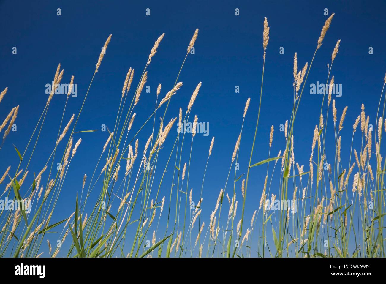 Close-up of tall Agropyron - Wild Grass plants against a blue sky in ...