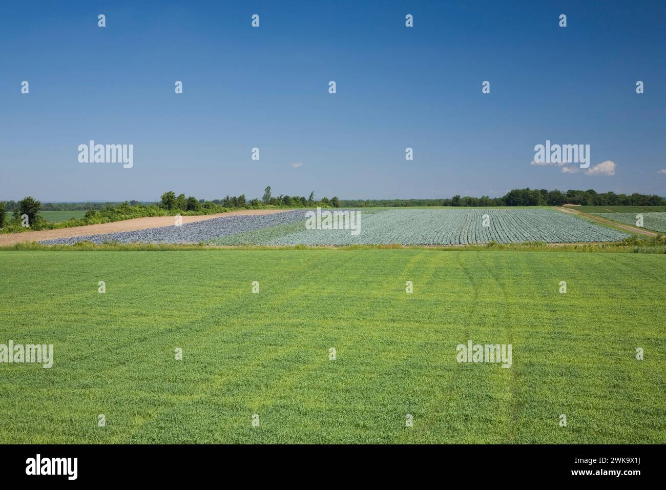 Cultivated agricultural fields with mixed crops in summer Stock Photo ...