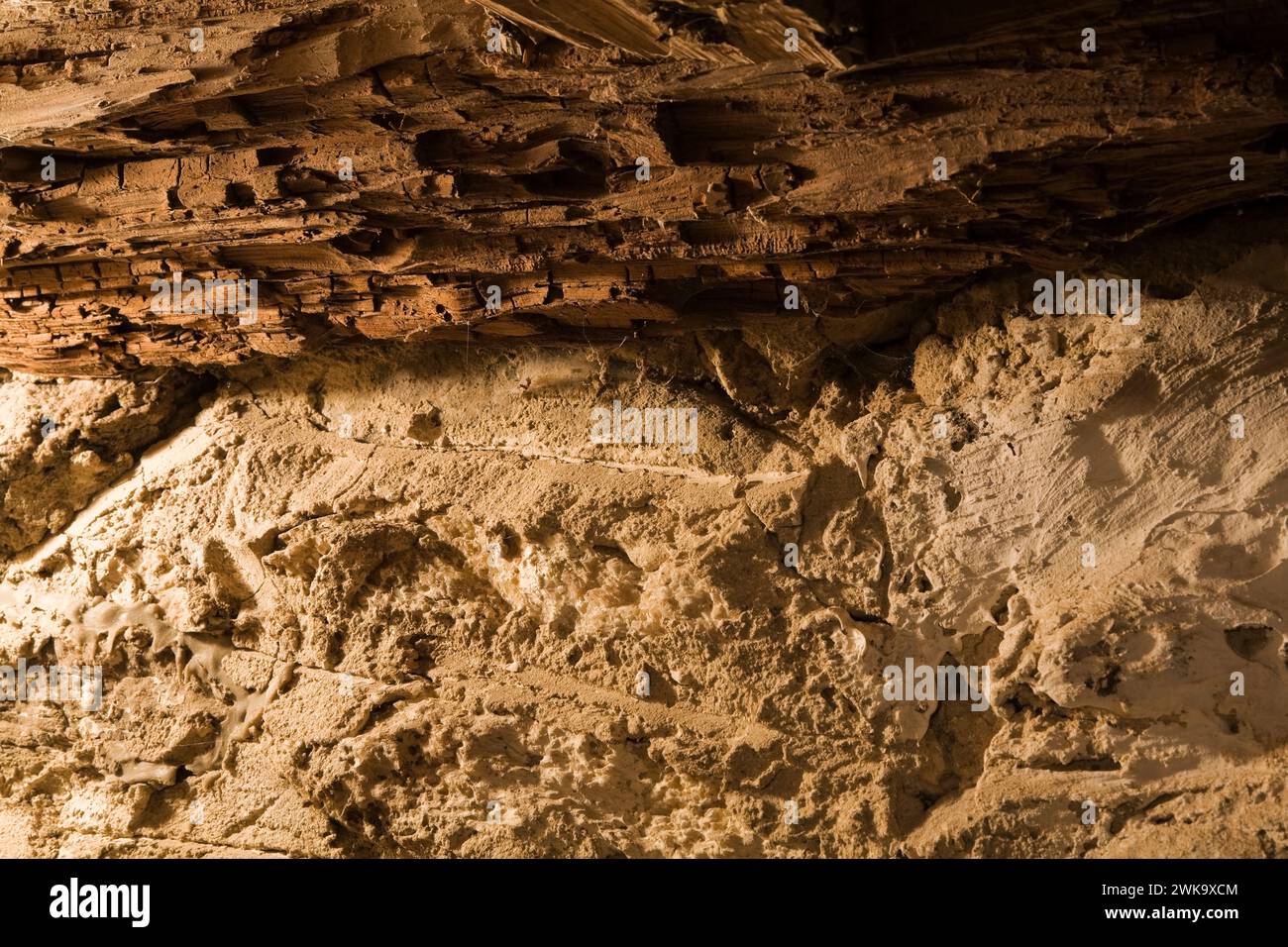 Rotting log texture hi-res stock photography and images - Alamy