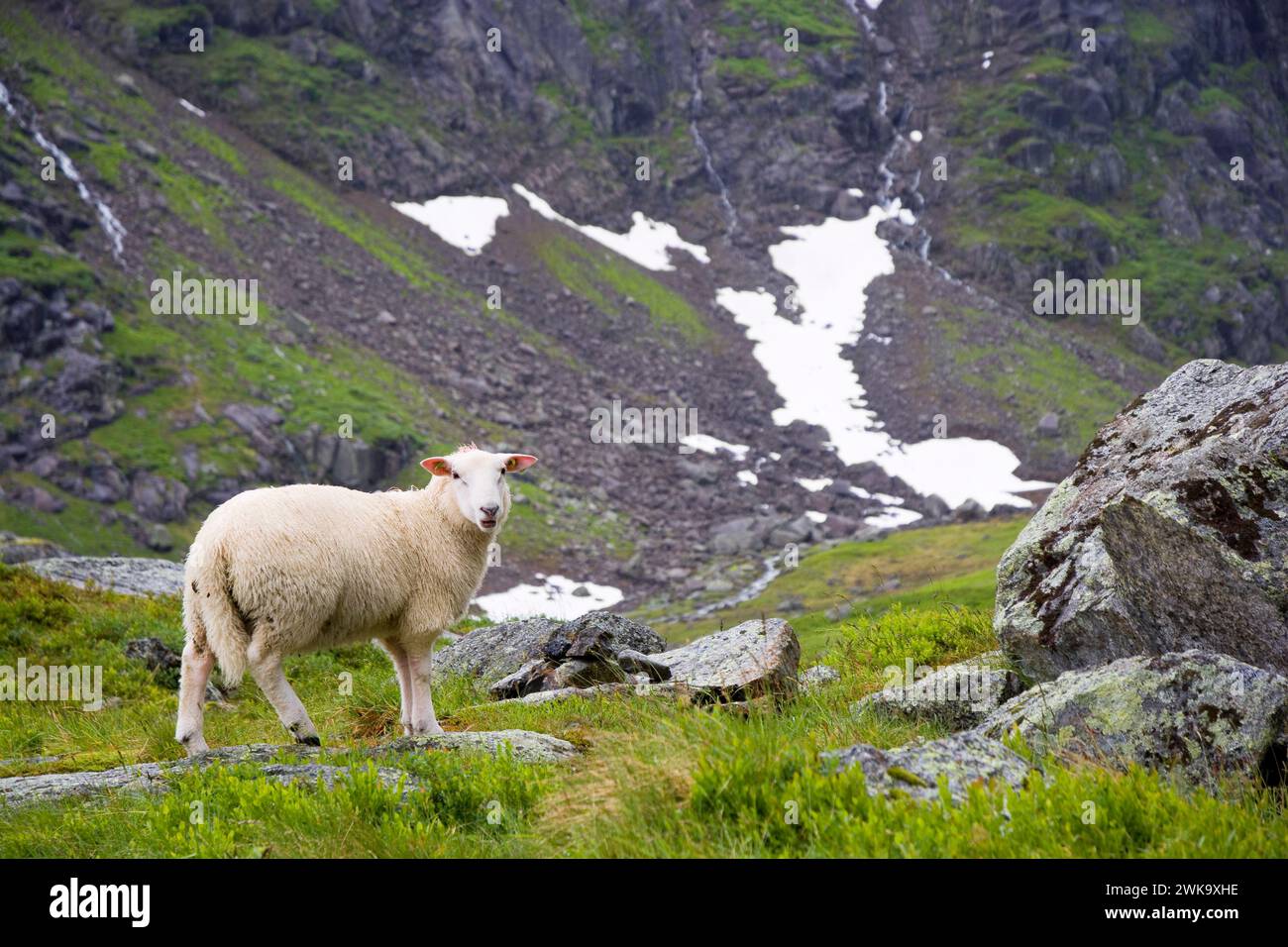 Rocky hill top sheep hi-res stock photography and images - Alamy