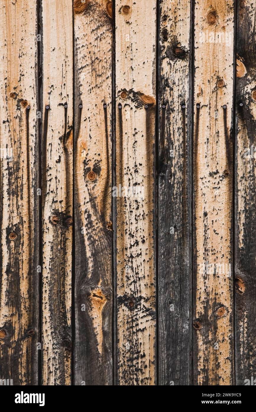 Close-up of pine wood siding planks with faded and peeling grey paint ...