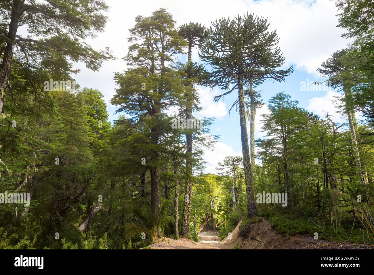 Unusual Araucaria (Araucaria araucana) trees in Andes mountains, Chile ...