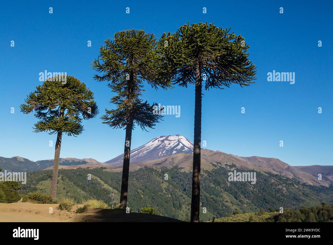 Unusual Araucaria (Araucaria araucana) trees in Andes mountains, Chile ...