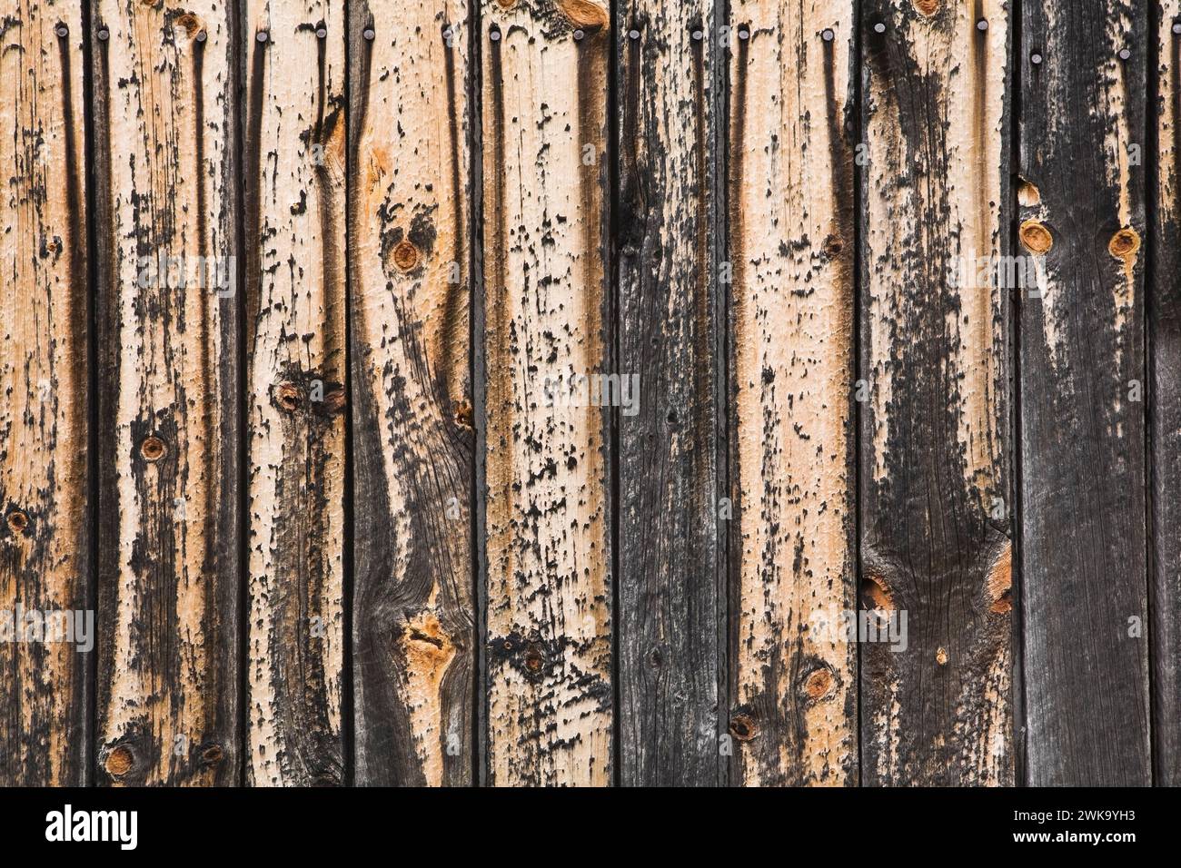 Close-up of pine wood siding planks with faded and peeling grey paint ...