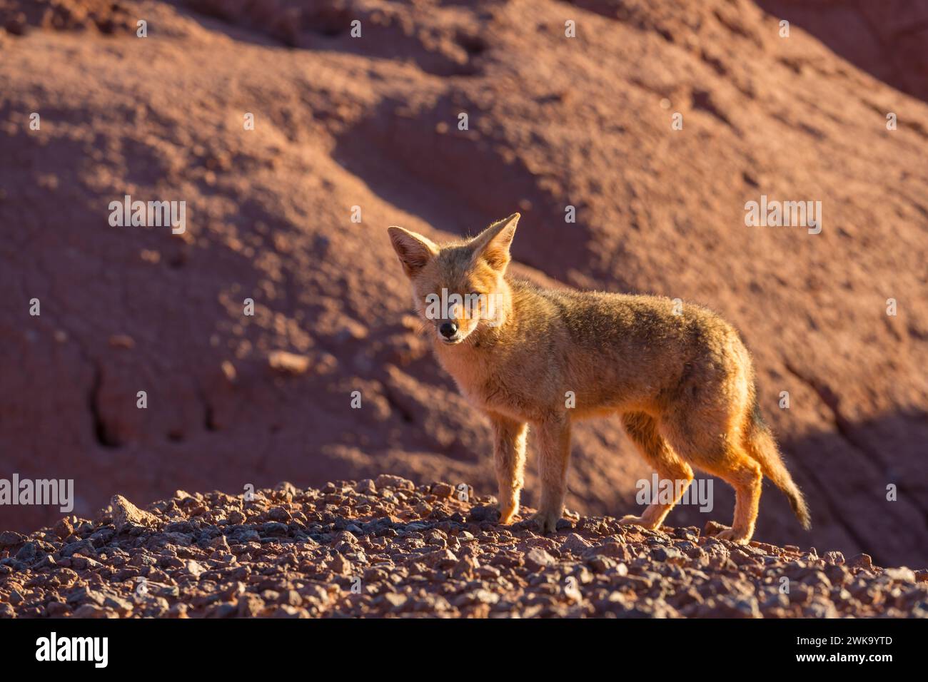 South American gray fox (Lycalopex griseus), Patagonian fox, in ...