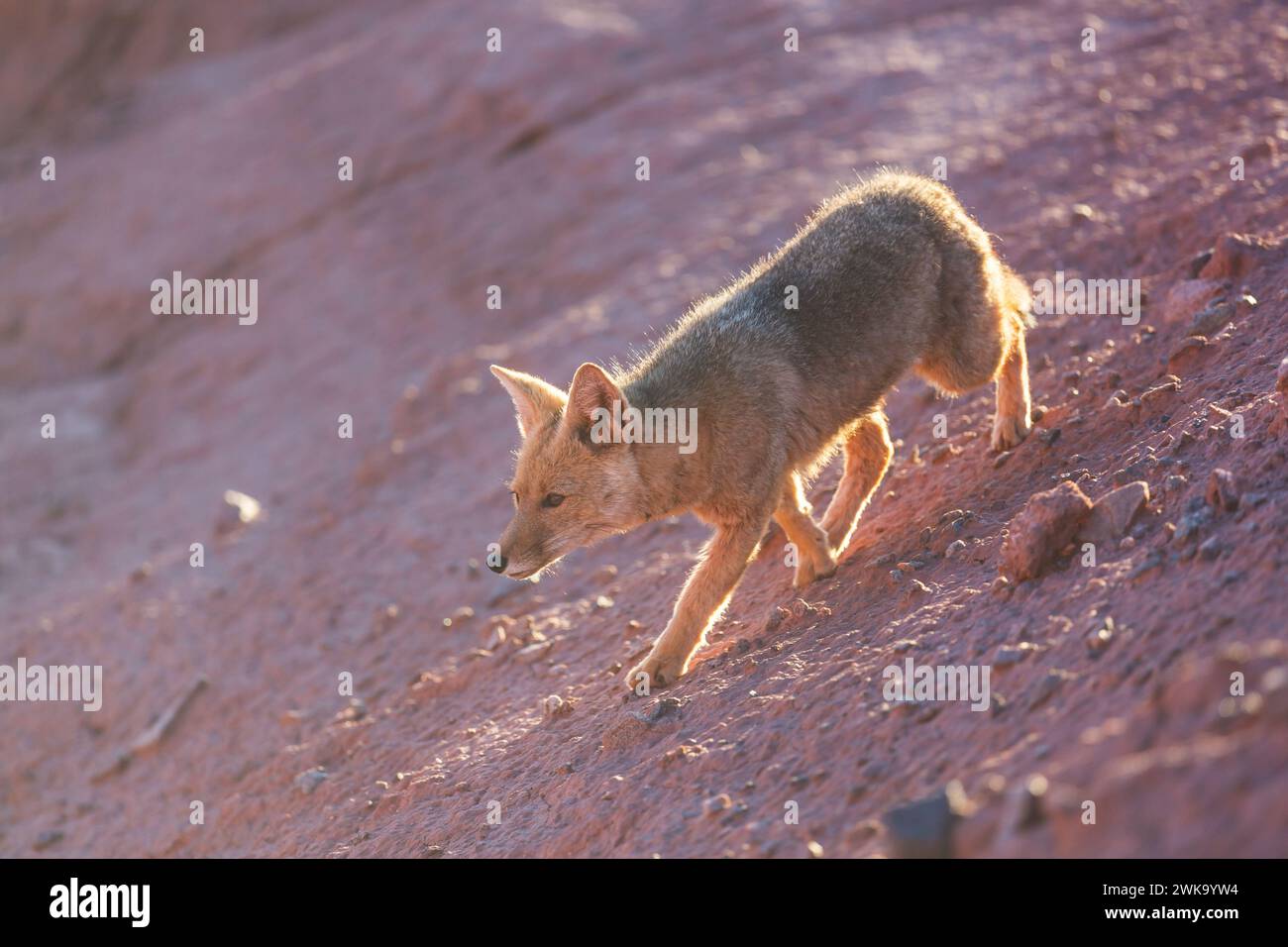 South American gray fox (Lycalopex griseus), Patagonian fox, in ...