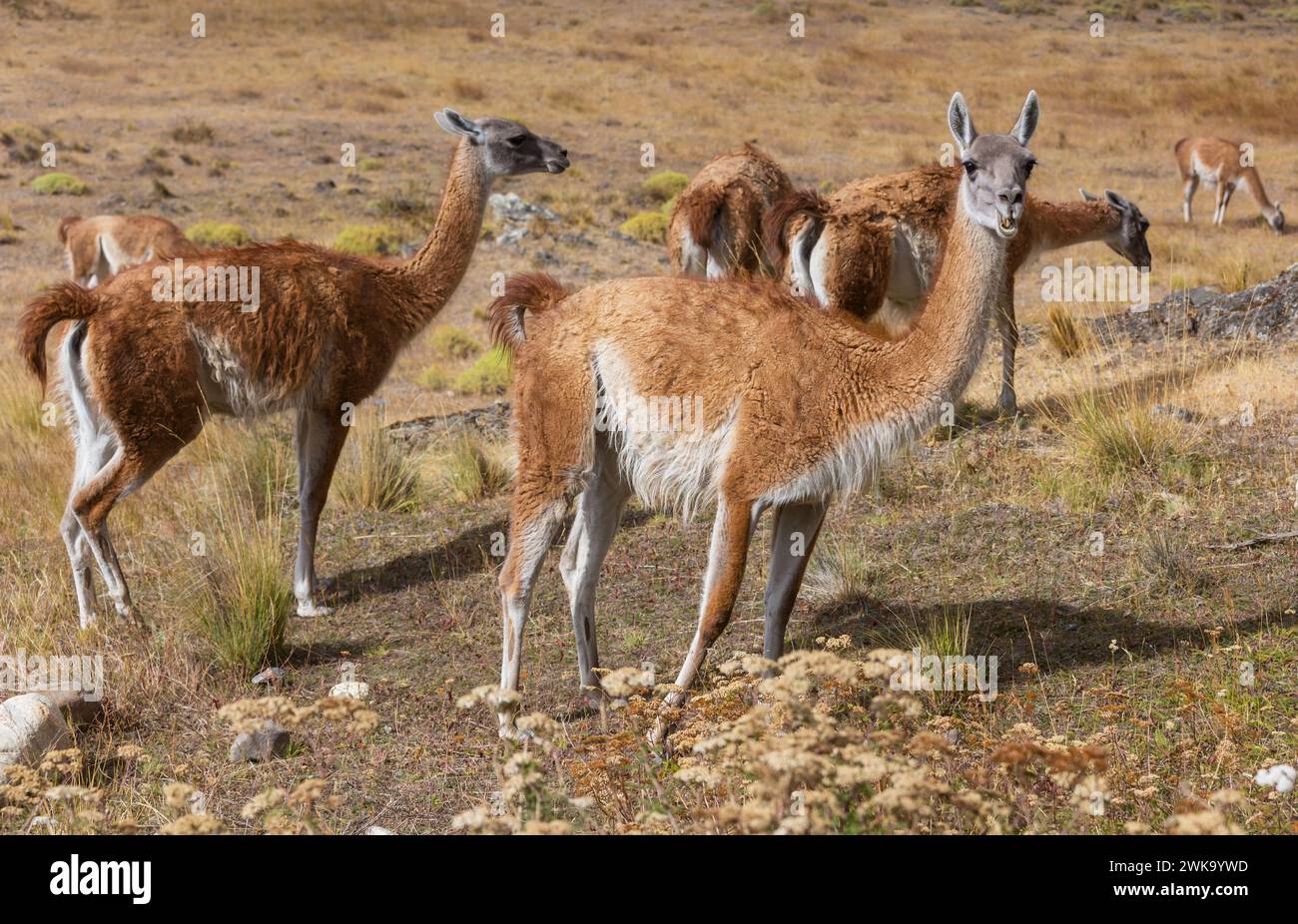 Wild vicunas in Bolivia, South America Stock Photo - Alamy