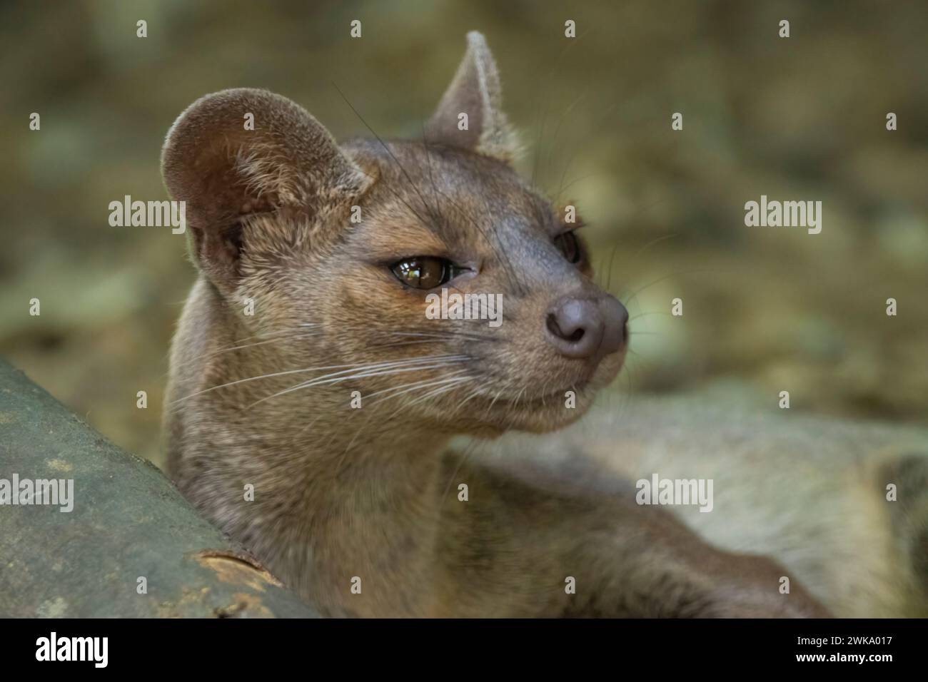 Fossa claws hi-res stock photography and images - Alamy