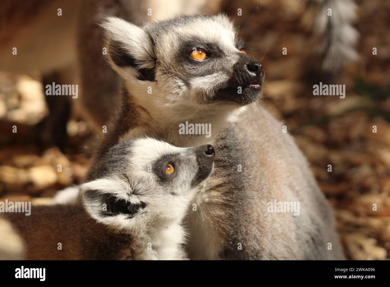 Baby ring tailed lemur lemur catta rainforest madagascar hi-res stock ...