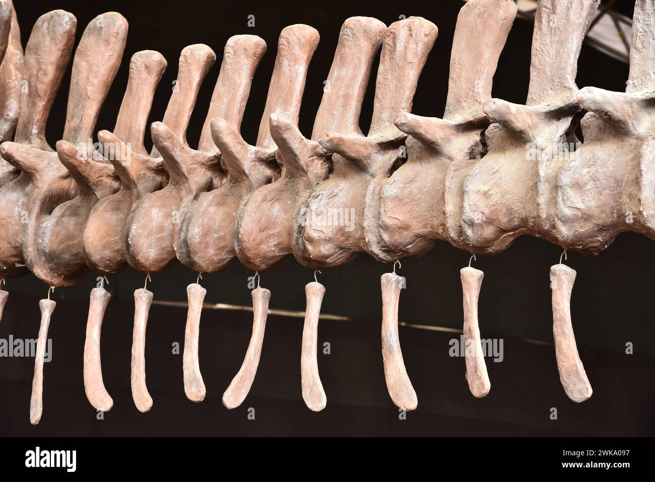 Dinosaur tail skeleton hi-res stock photography and images - Alamy