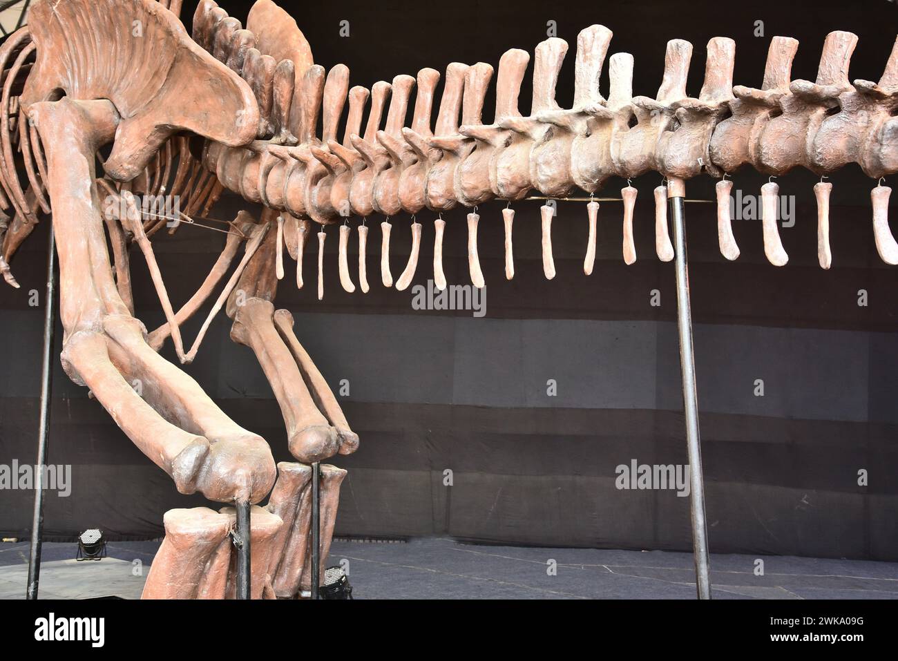 Dinosaur tail skeleton hi-res stock photography and images - Alamy