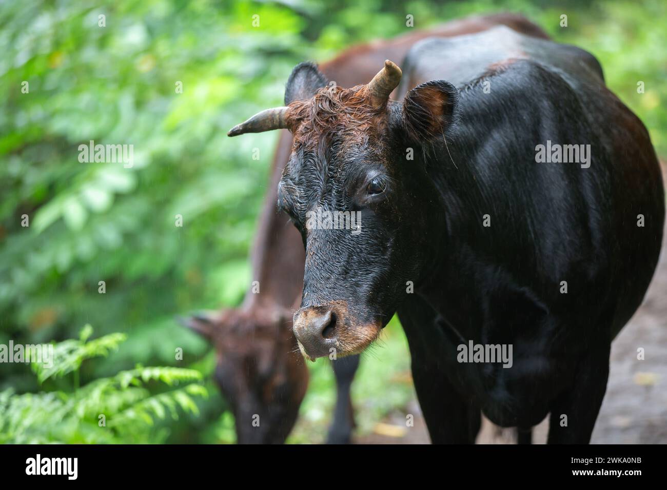 A wet black bull walks in the rain, looking at the camera Stock Photo ...