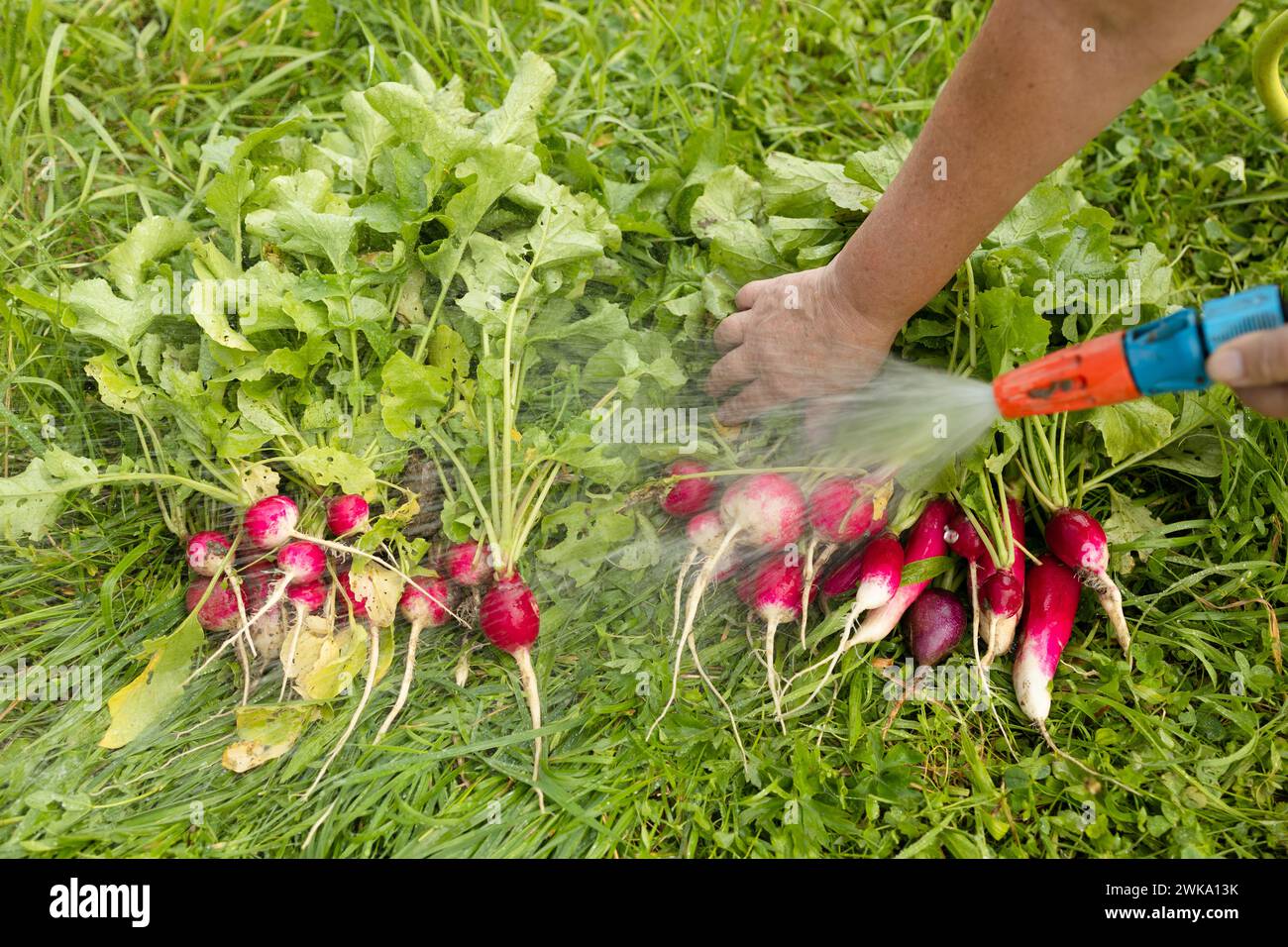 Harvest organic red radish vegetables. Agriculture Industry. Crops ...