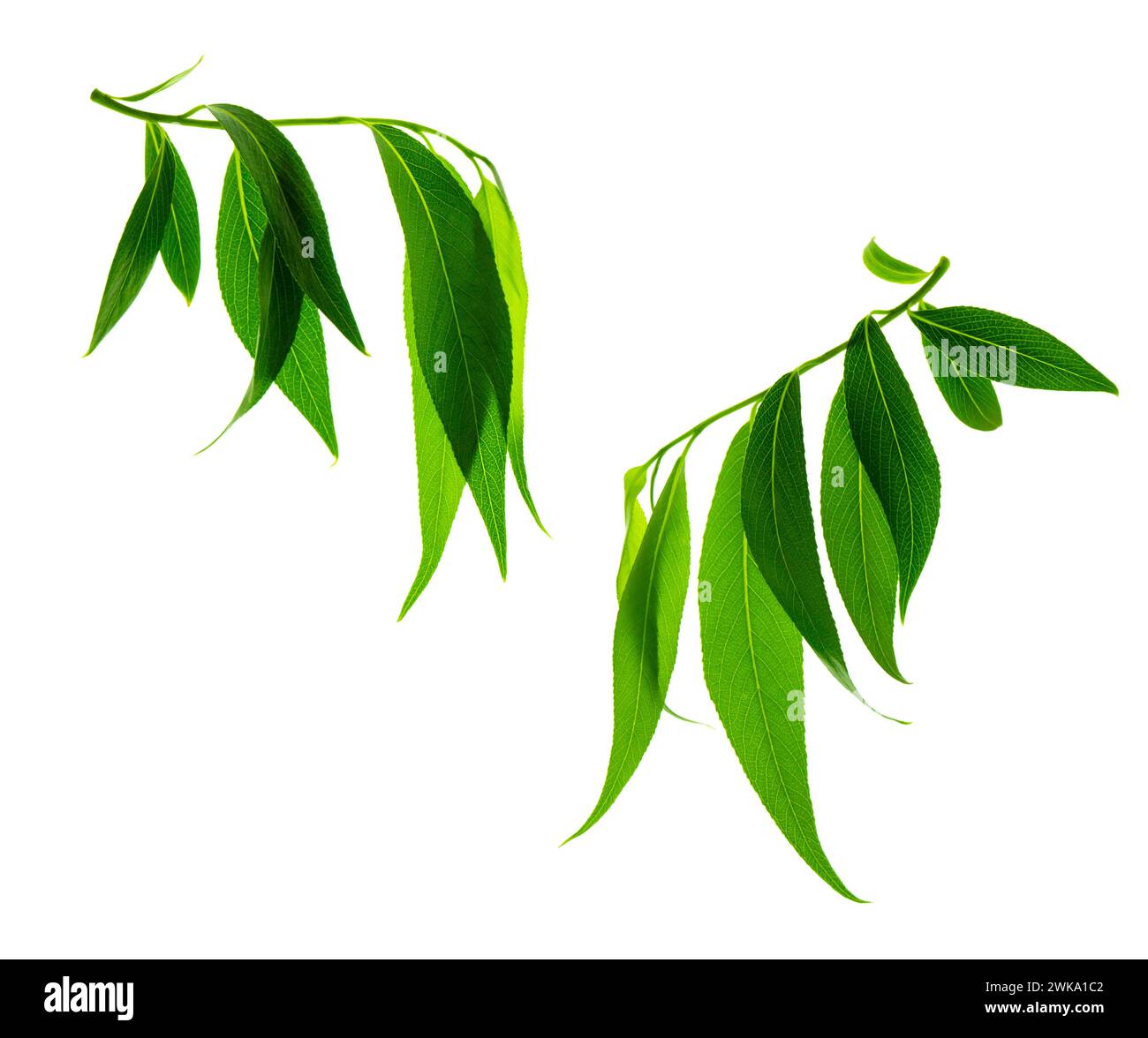 Green leaves isolated on white background. Young leaves of green trees ...