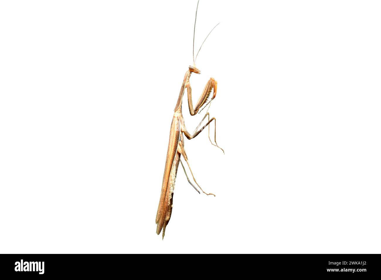 Praying mantis, Mantis religiosa, isolated on white. High quality photo ...