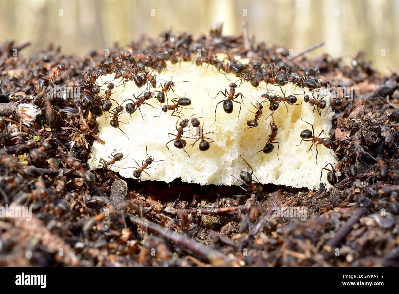 Carpenter ant nest hi-res stock photography and images - Alamy