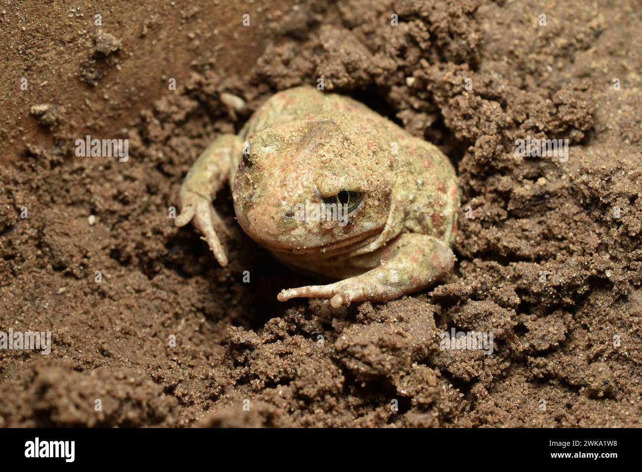 The picture shows a frog that hibernates in winter and for this it ...